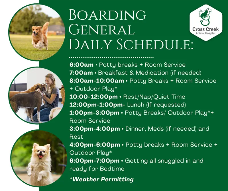 Boarding/Daycare | Cross Creek Animal Hospital